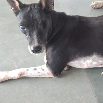 In Defense Of Animals India | Animal Rights Organization India
