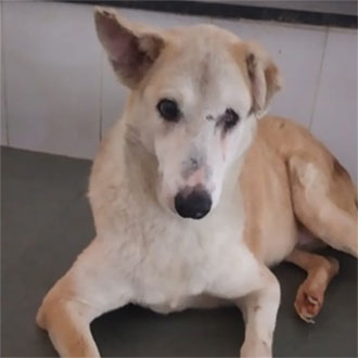 In Defense Of Animals India | Animal Rights Organization India